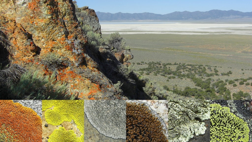 Lichens 101 – Being Lichen